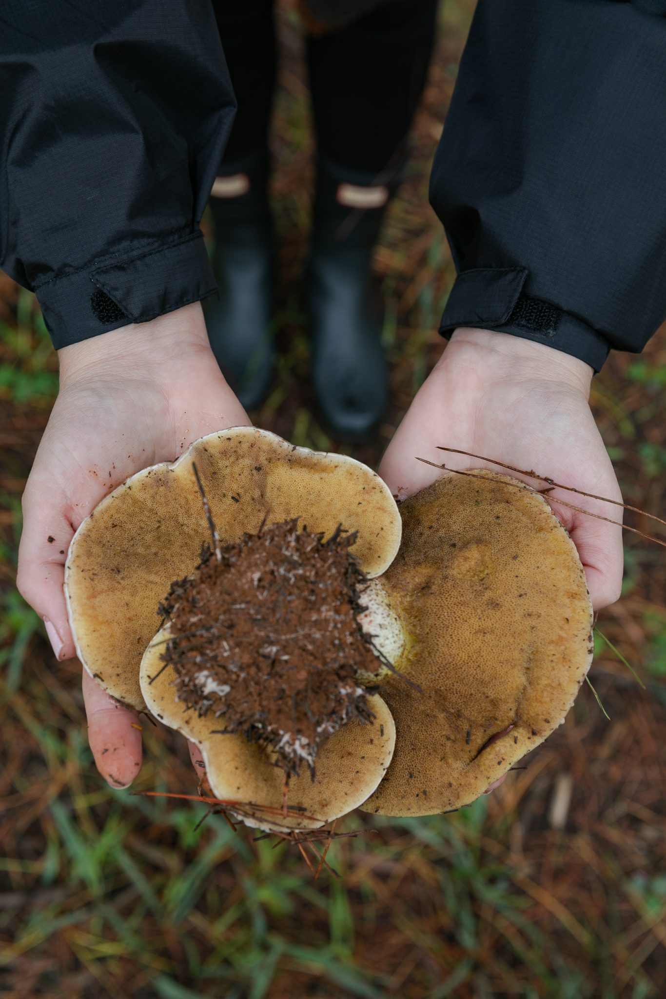 Mushroom Foraging Adventure in Stellenbosch Forest - Elmarie Berry